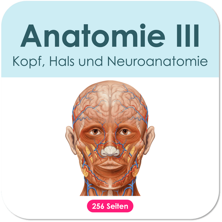 Unterarmknochen einfach erklärt: Ulna (Elle) und Radius (Speiche) – Au ...
