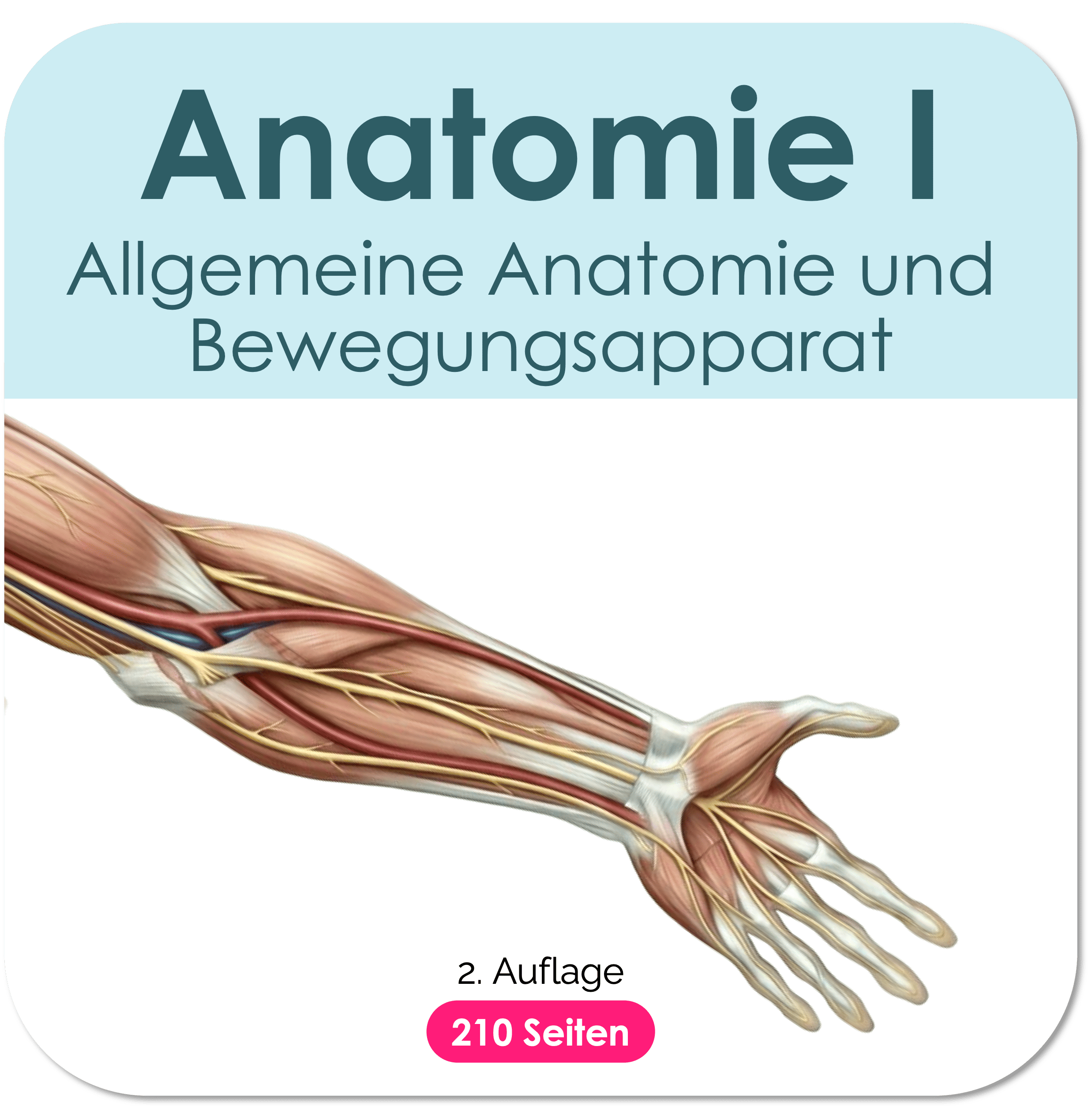 Unterarmknochen einfach erklärt: Ulna (Elle) und Radius (Speiche) – Au ...